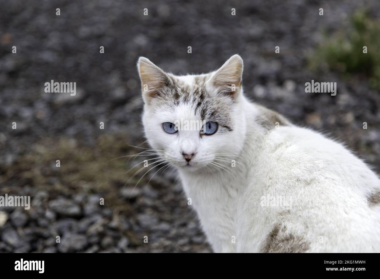 Abandoned street cats, stray animals, pets Stock Photo - Alamy