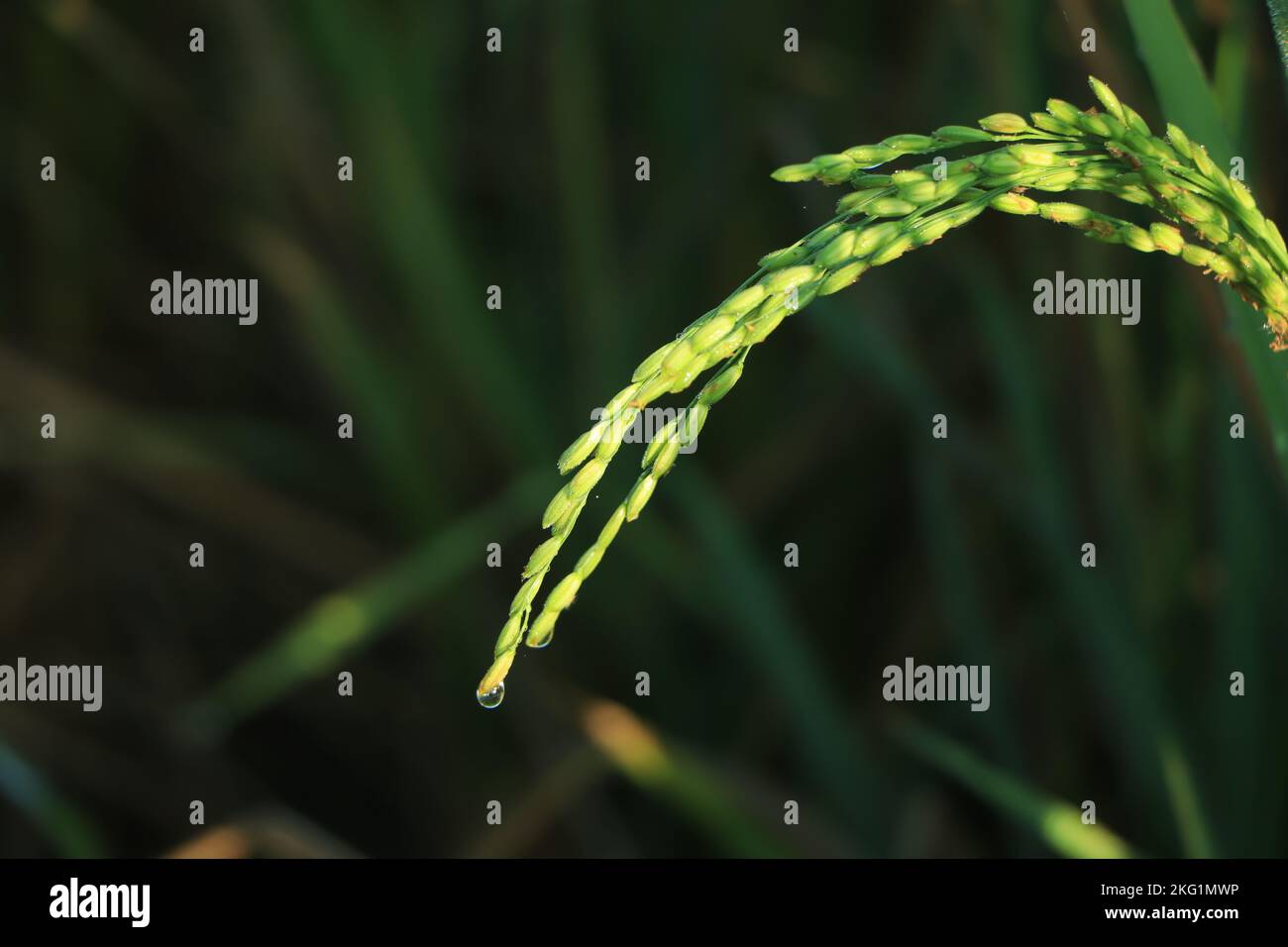 Close up view of rice plant Stock Photo - Alamy