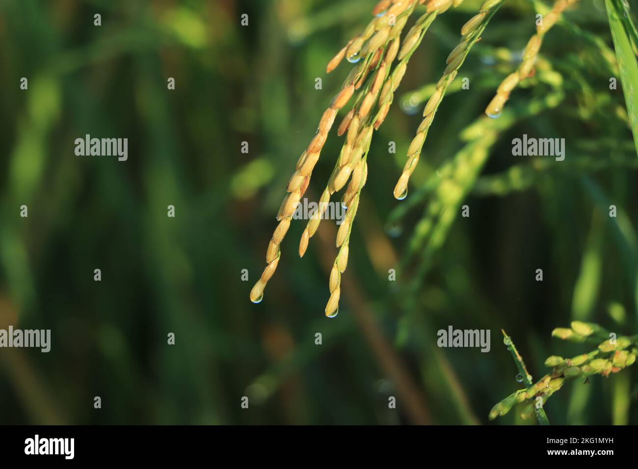 Ear of rice. Close-up to rice seeds in ear of paddy. Beautiful golden ...