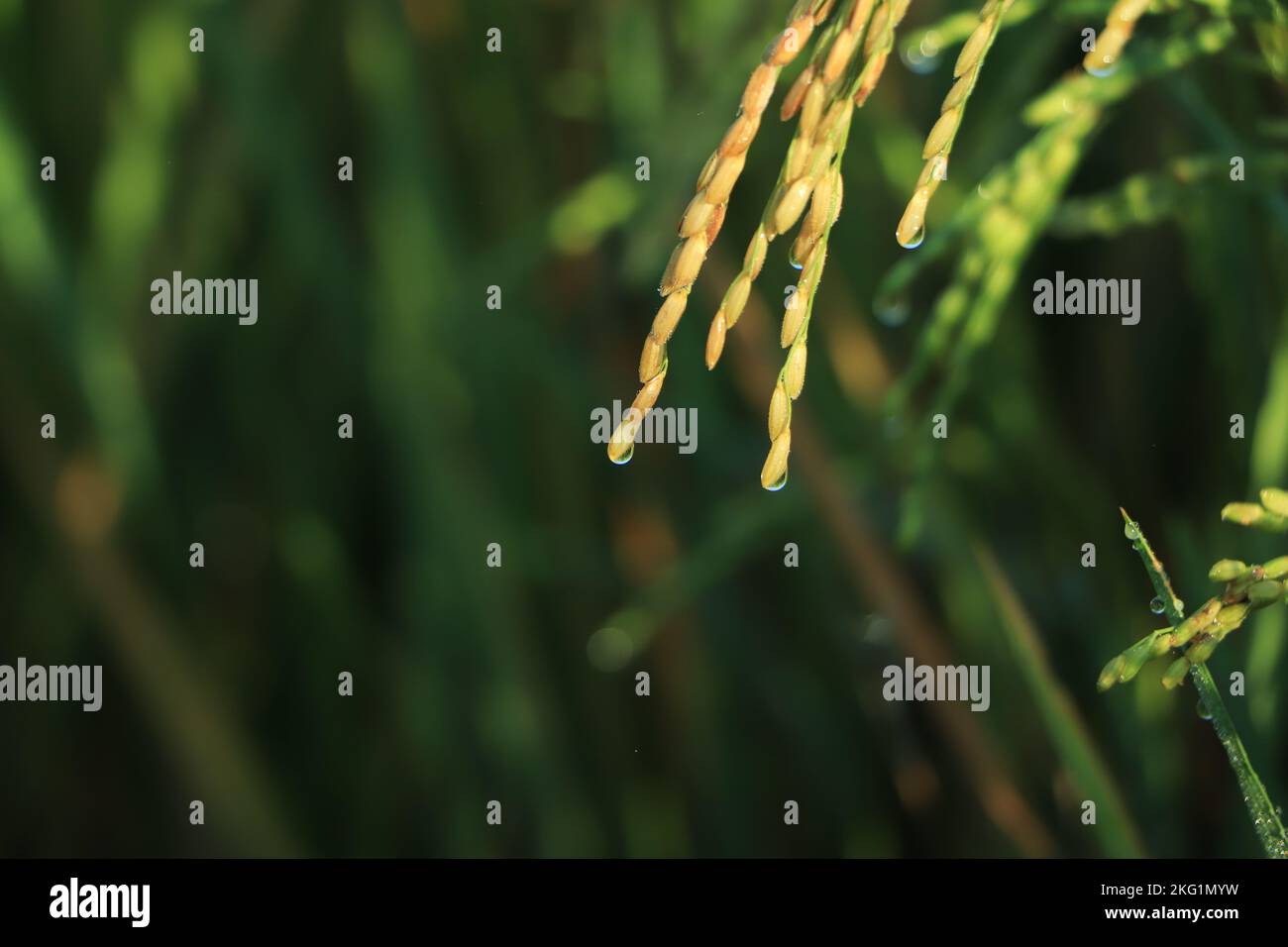 Close up rice plants yield in the green paddy field is beautiful is ...