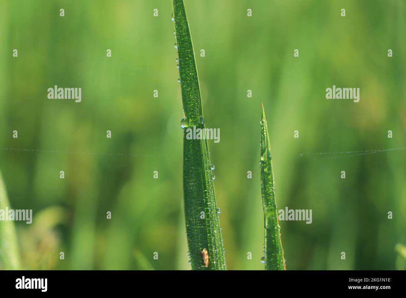 Morning drop on leaf on rice field Stock Photo - Alamy