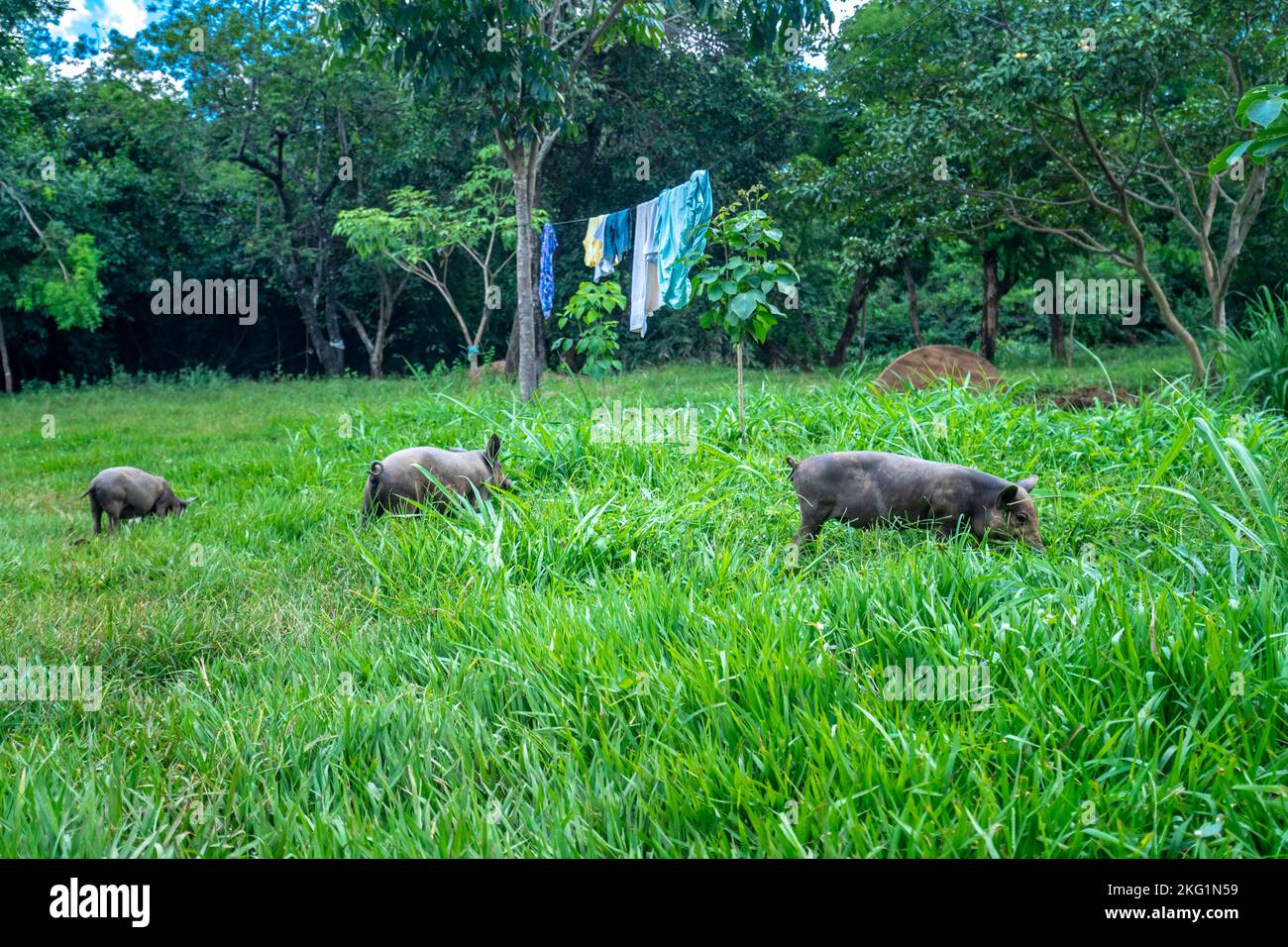pigs on a meadow in a free range Stock Photo - Alamy
