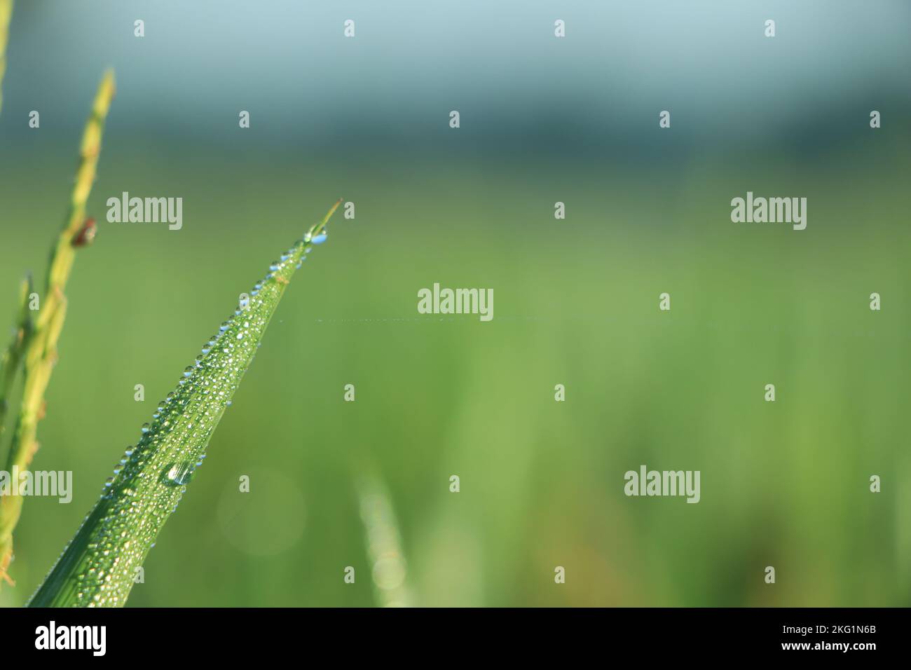Morning drop on leaf on rice field Stock Photo - Alamy