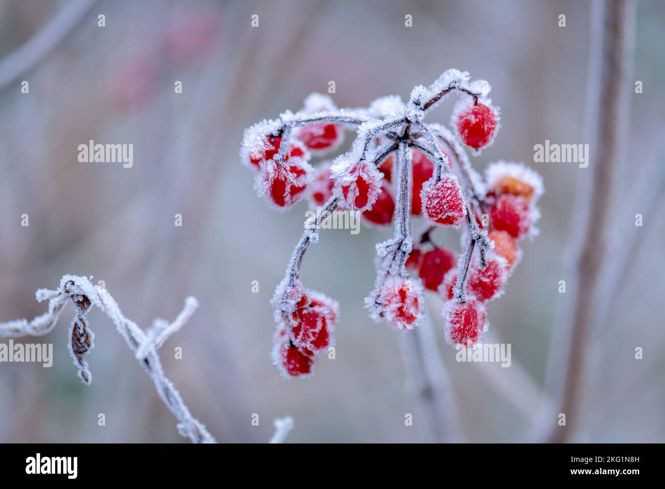 An American cranberry bush covered with a thin layer of ice in winter ...