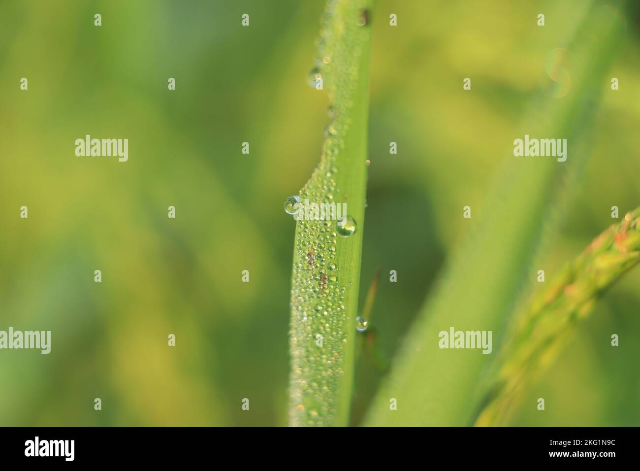 Free images dewdrops hi-res stock photography and images - Alamy