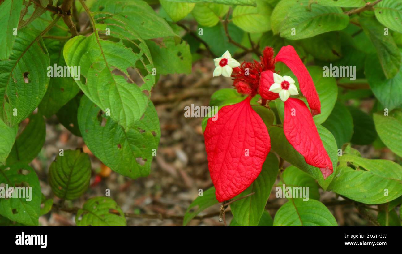 beautiful and amazing red Mussaenda erythrophylla flower Stock Photo ...