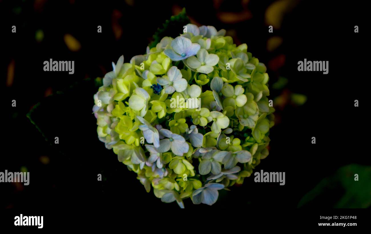 Fluffy hydrangeas hi-res stock photography and images - Alamy