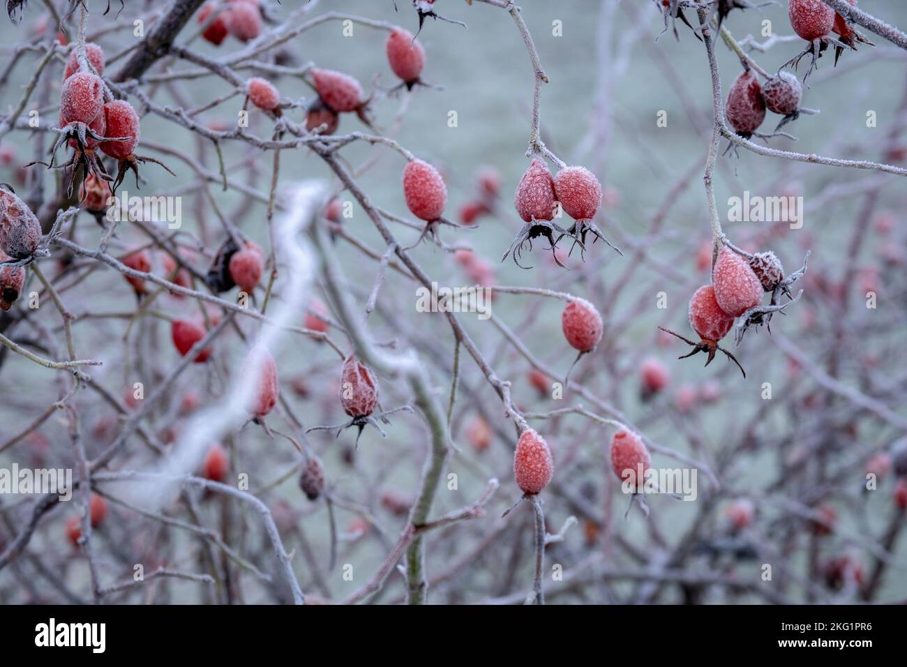 A tree of rose hips covered with a thin layer of ice in winter Stock ...