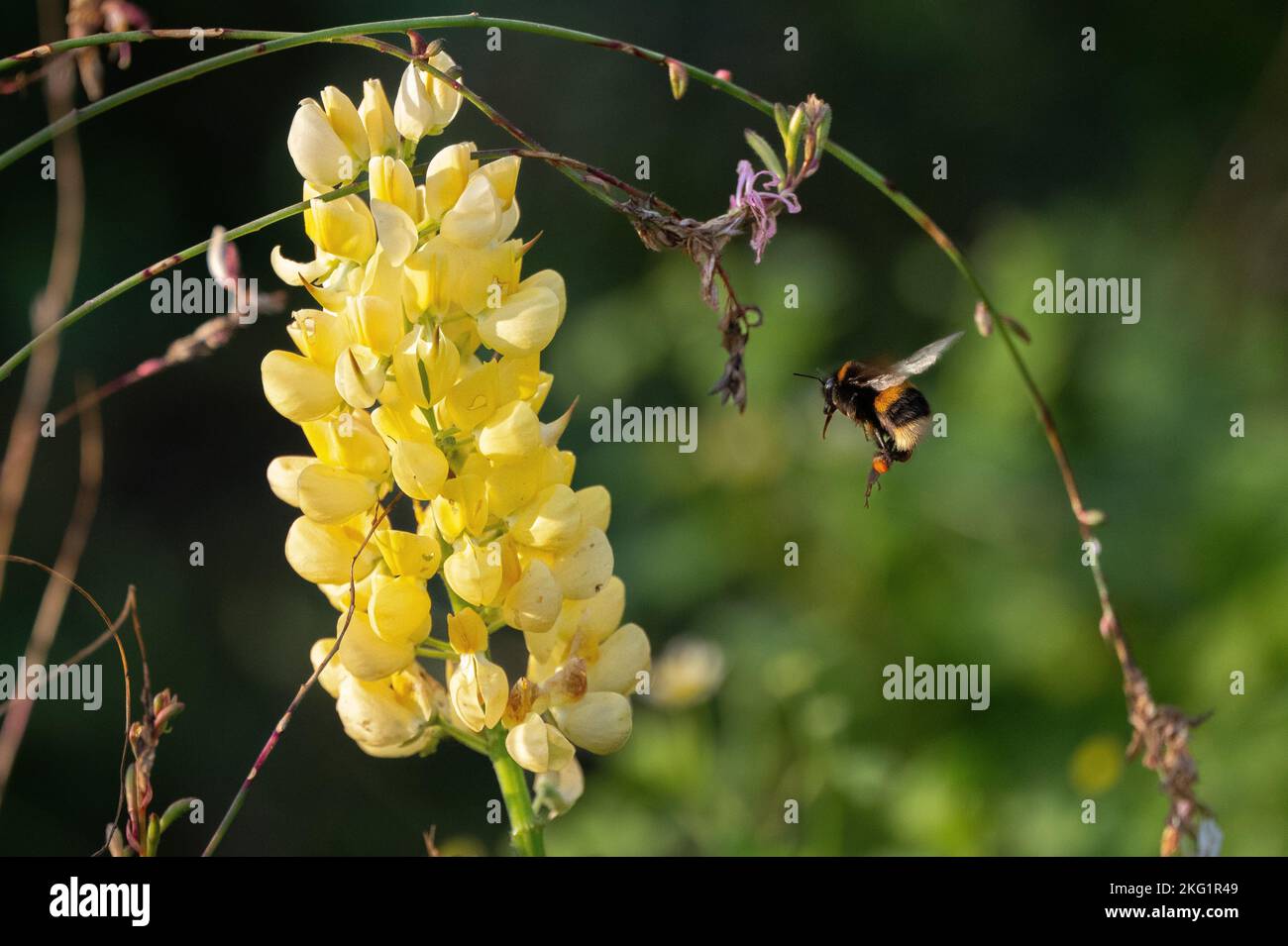 Mayfield park, Manchester first city centre park opened September 22nd ...