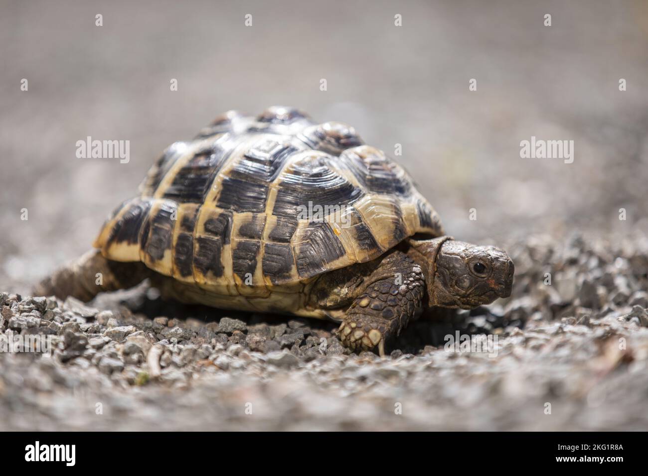 Hermann's tortoise side view hi-res stock photography and images - Alamy