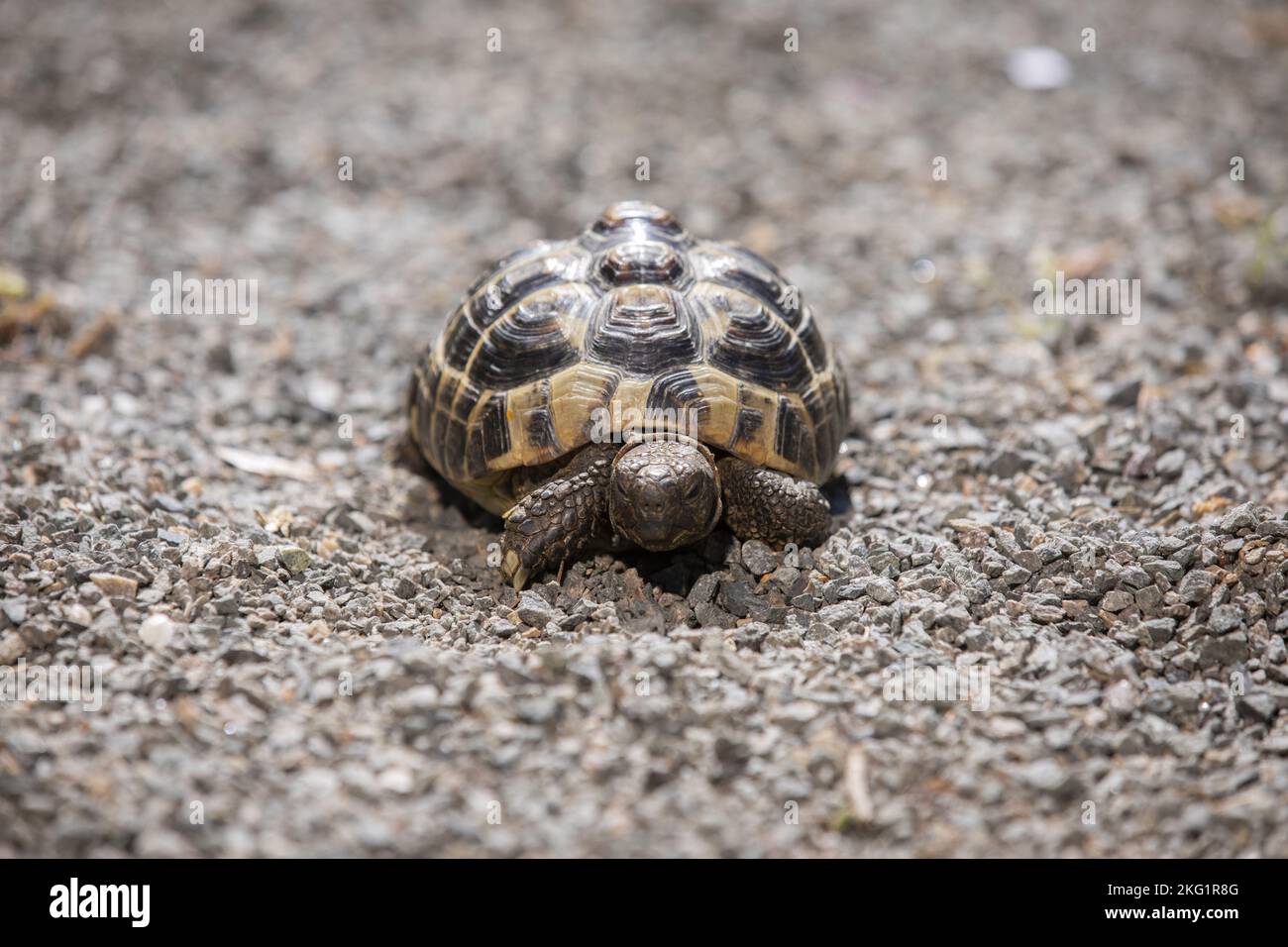Greek tortoises testudo hermanni hi-res stock photography and images ...