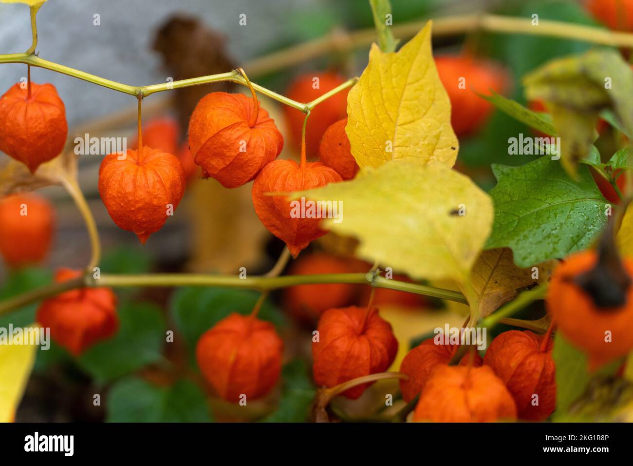 The branches of bright orange fruits "Physalis peruviana"-Peruvian ...