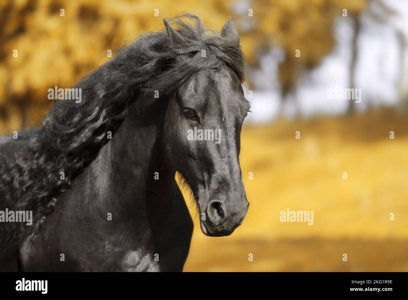 Friesian Horse portrait Stock Photo - Alamy