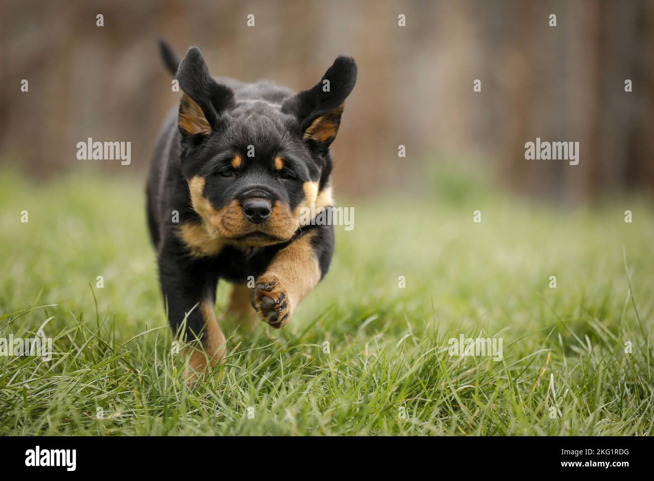 running Rottweiler Puppy Stock Photo - Alamy