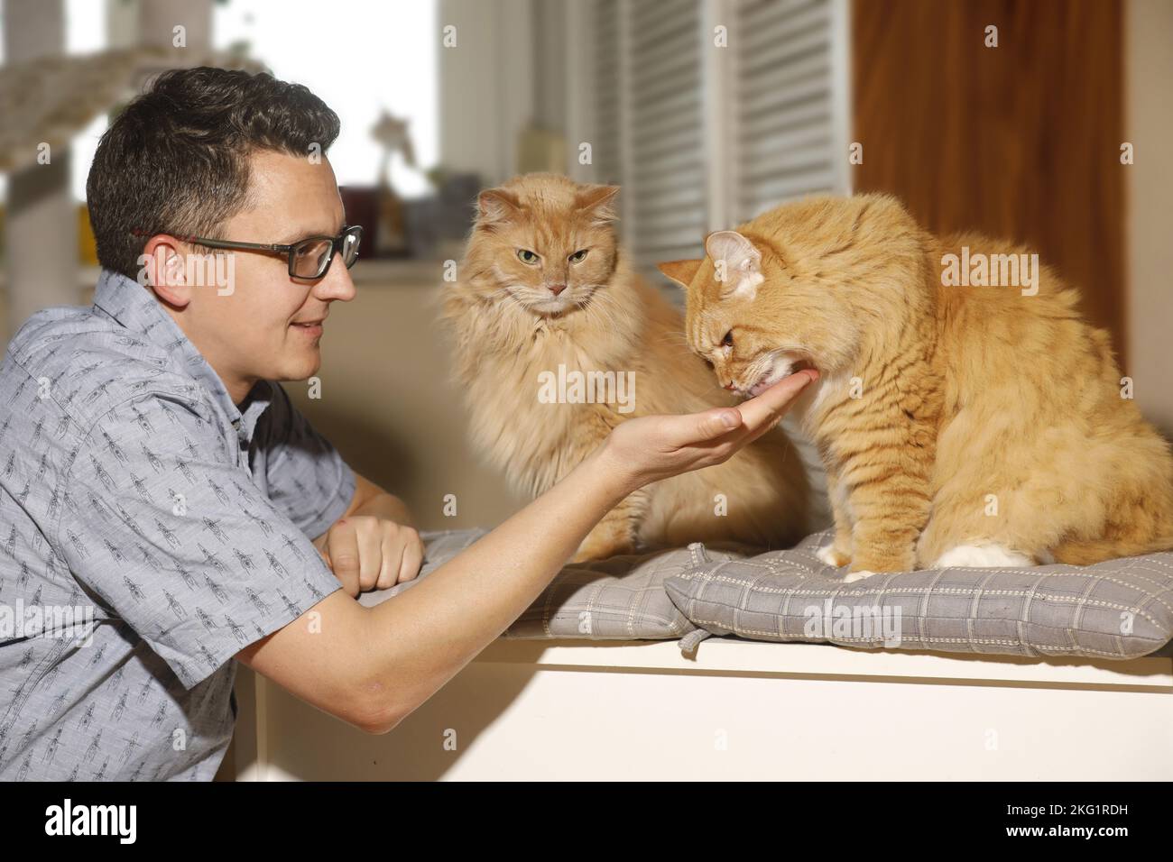 man with Siberian Cats Stock Photo - Alamy