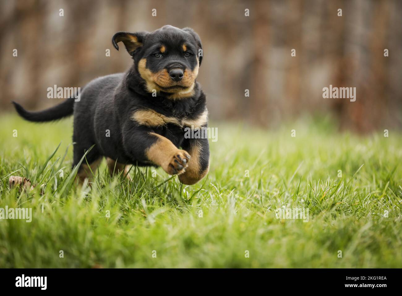 Running rottweiler puppy hi-res stock photography and images - Alamy
