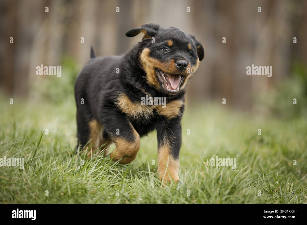 Running rottweiler puppy hi-res stock photography and images - Alamy