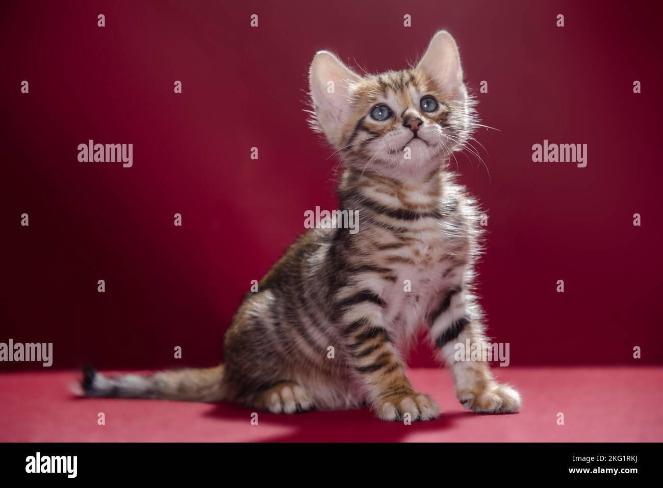 Red kitten sits in hi-res stock photography and images - Alamy