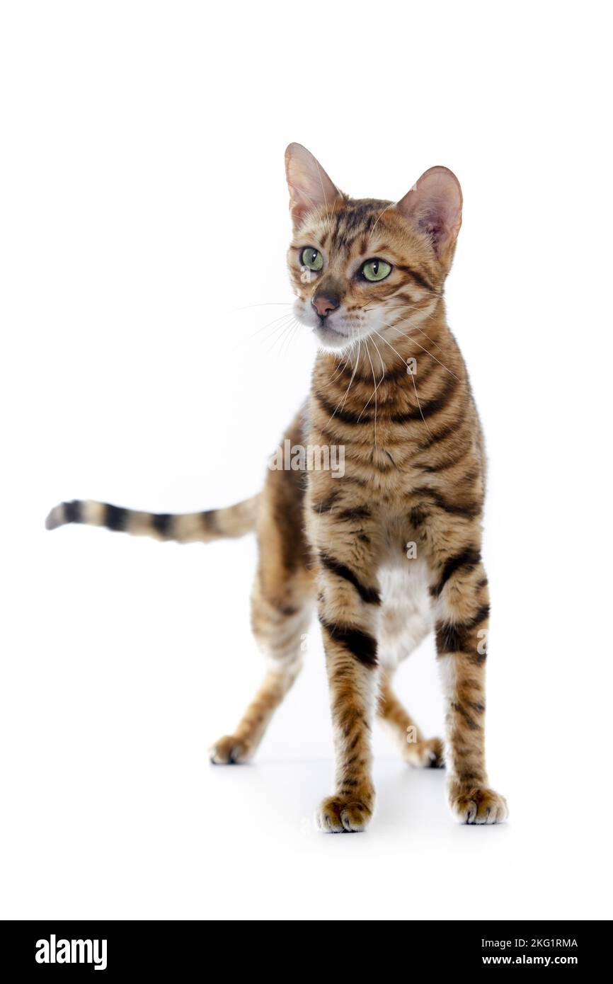 Standing in front of her house Cut Out Stock Images & Pictures - Alamy