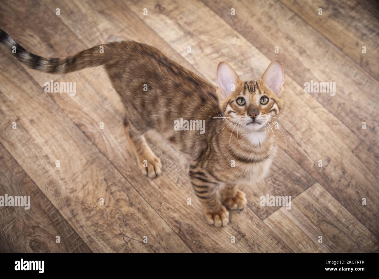 Toyger cat hi-res stock photography and images - Alamy