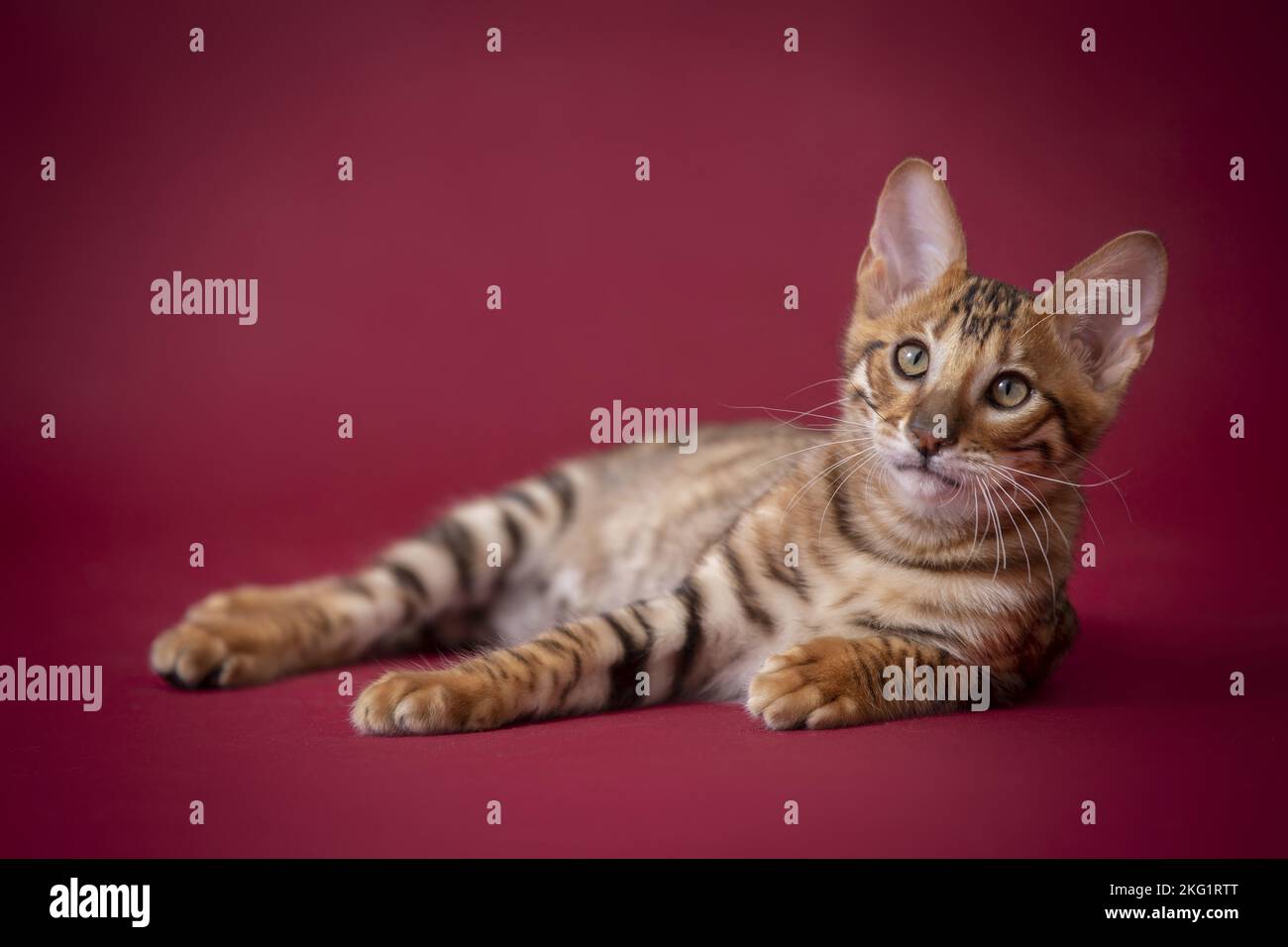 Toyger in front of red background Stock Photo - Alamy