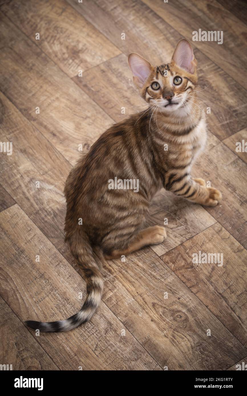 Toyger cat hi-res stock photography and images - Alamy