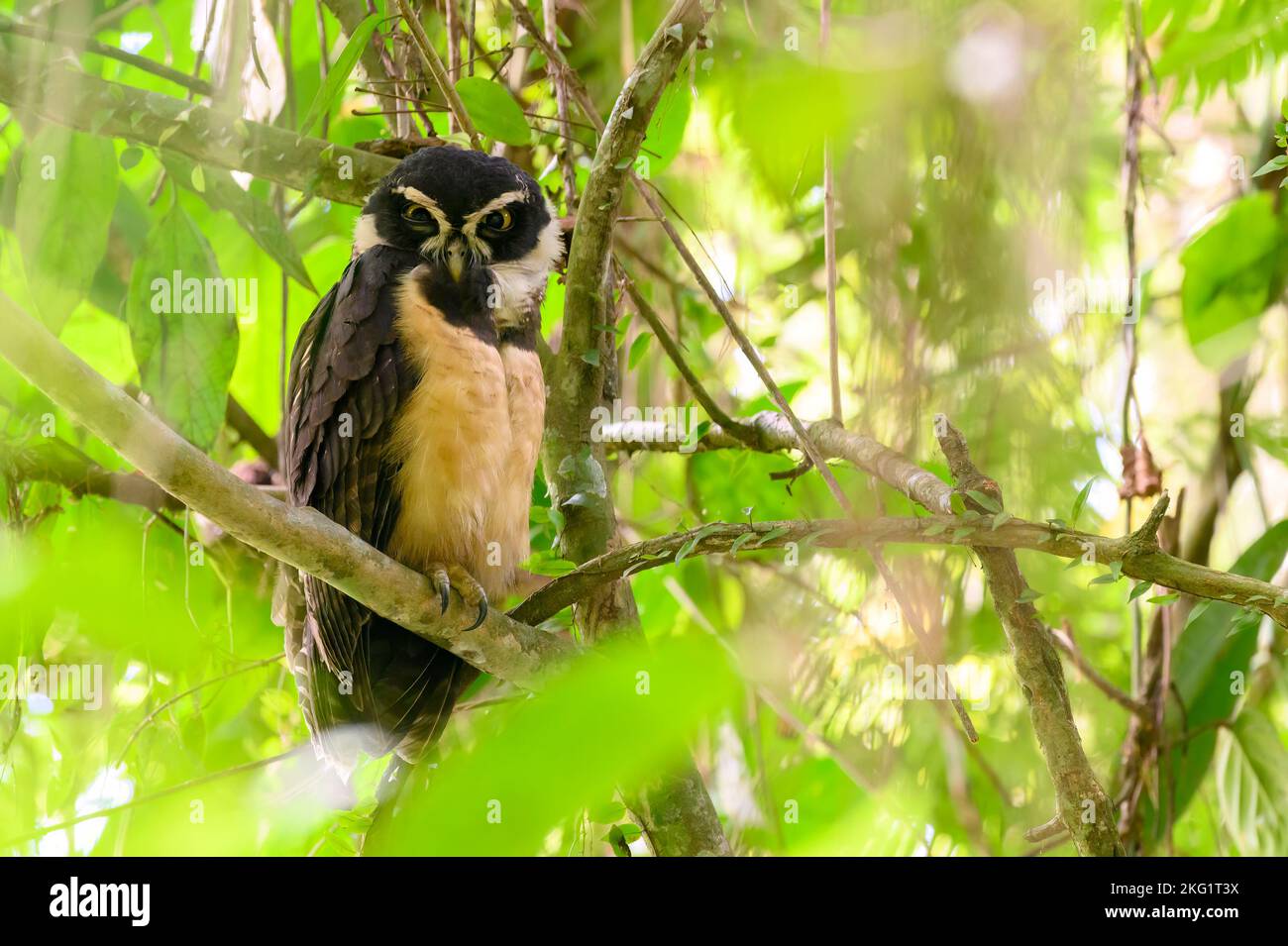 Spectacled owl (Pulsatrix perspicillata) adult perched on tree in ...