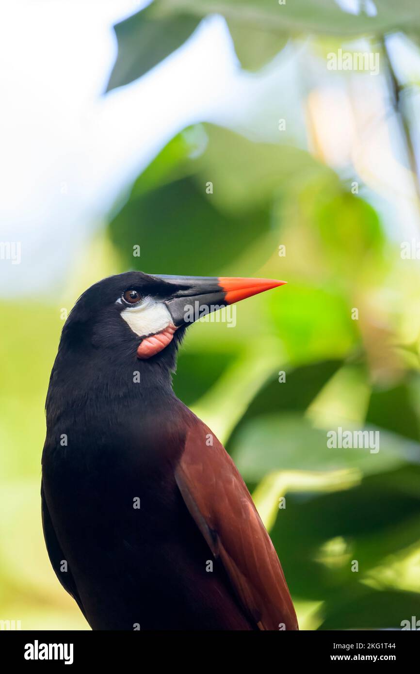 Montezuma Oropendola (Psarocolius montezuma) portrait, close up in ...