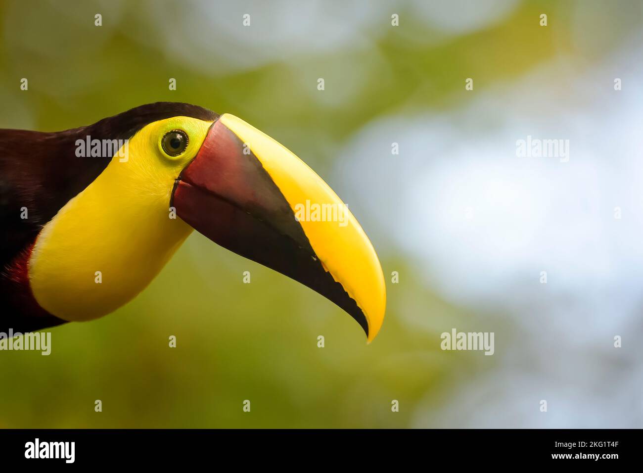 Black-mandibled toucan (Ramphastos ambiguus) portrait, Costa Rica Stock ...