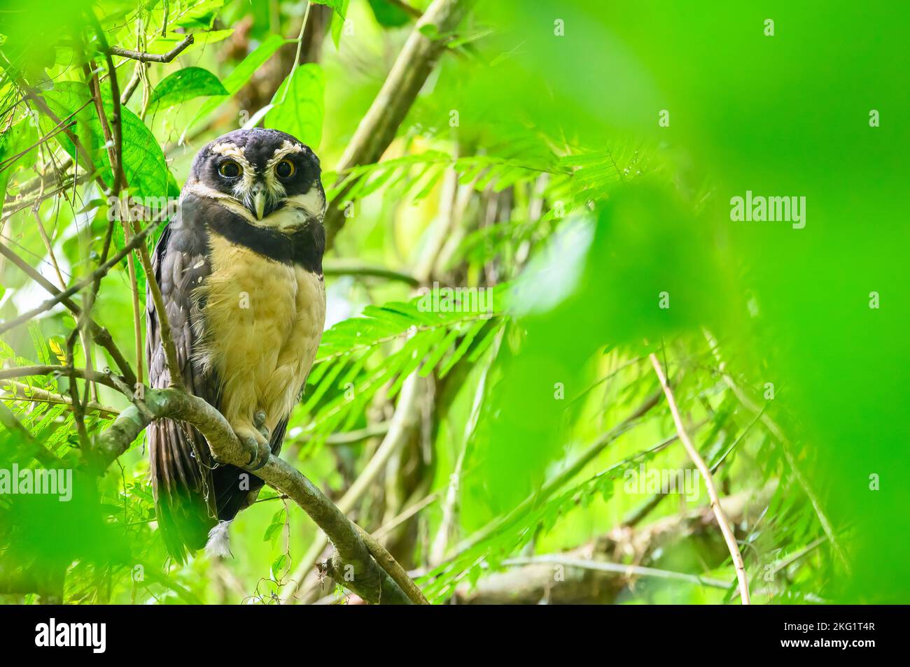 Night forest low light hi-res stock photography and images - Alamy