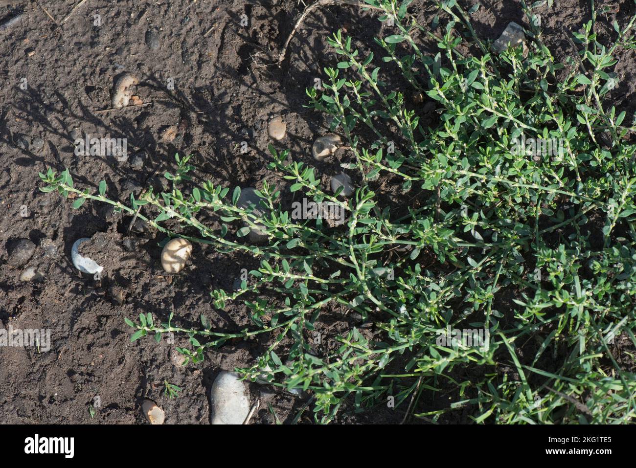 Common knotgrass or prostrate knotweed (Polygonum aviculare) flowering ...