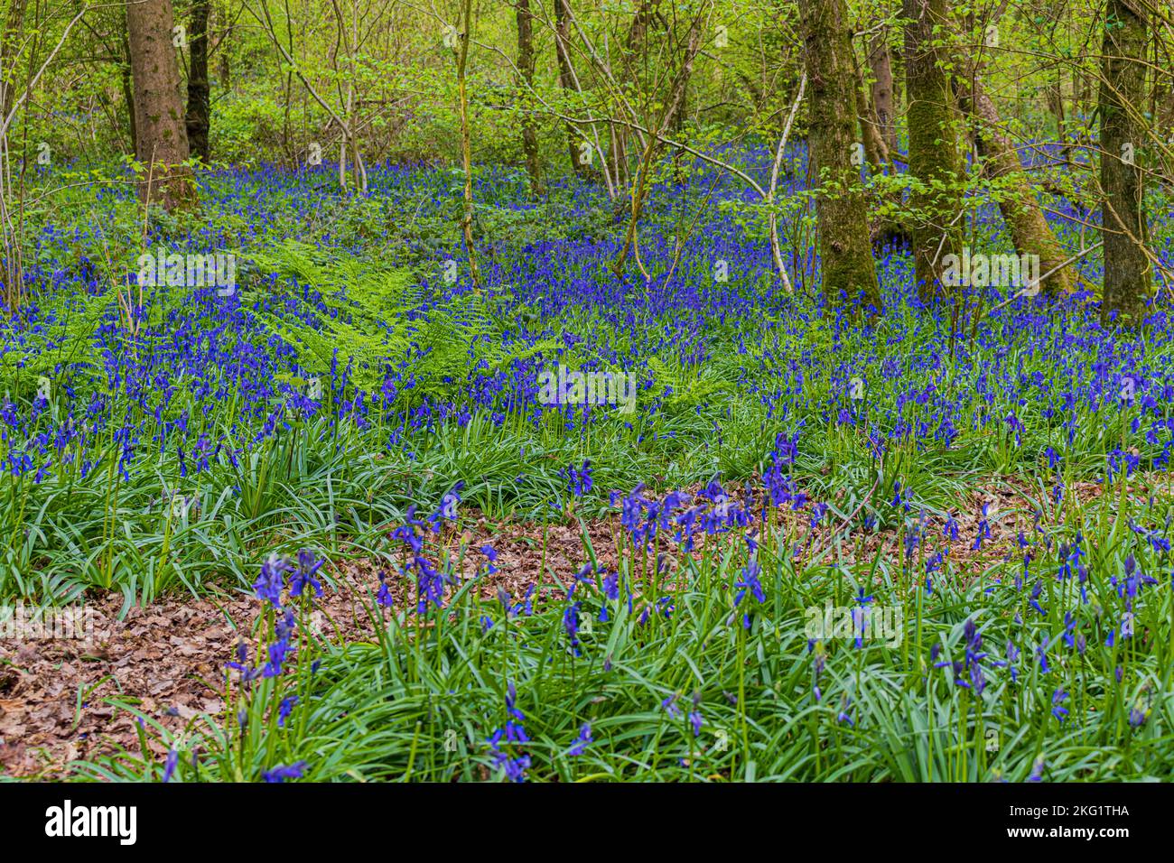 Duncliffe wood dorset hi-res stock photography and images - Alamy