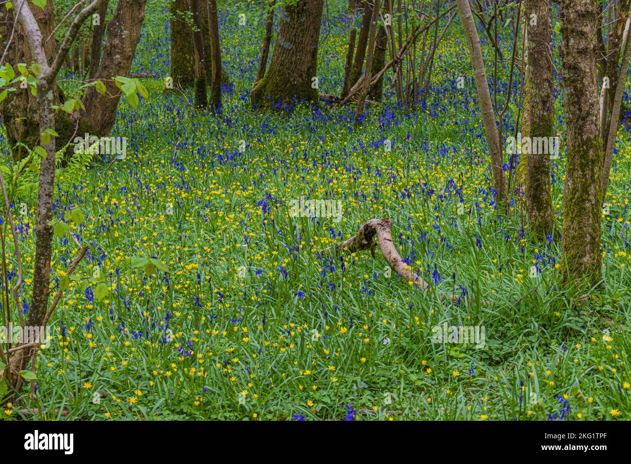 A carpet of wild blubells in the ancient woddland on Duncliffe Hill ...