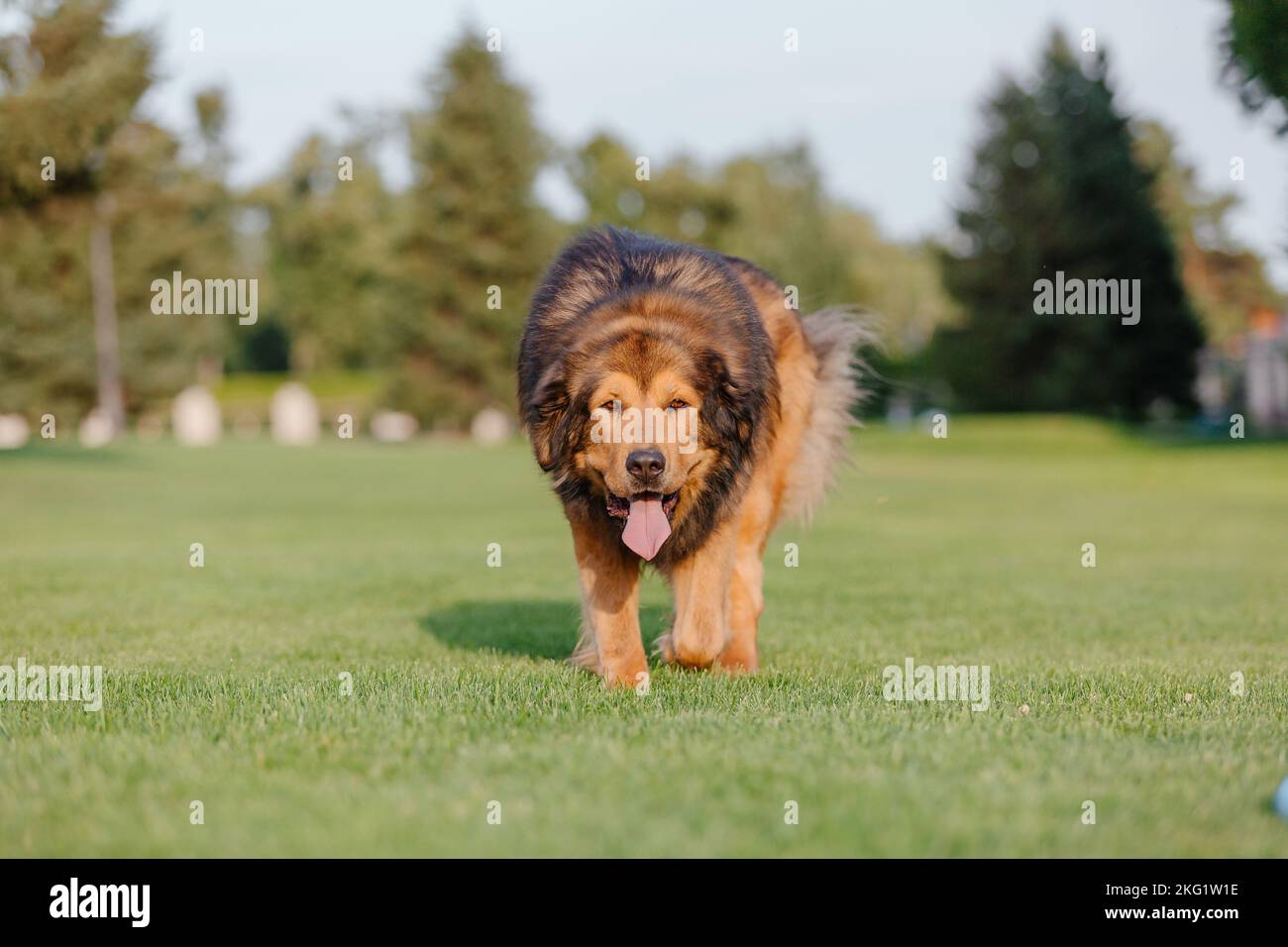 Dog breed Tibetan Mastiff running on the grass Stock Photo - Alamy