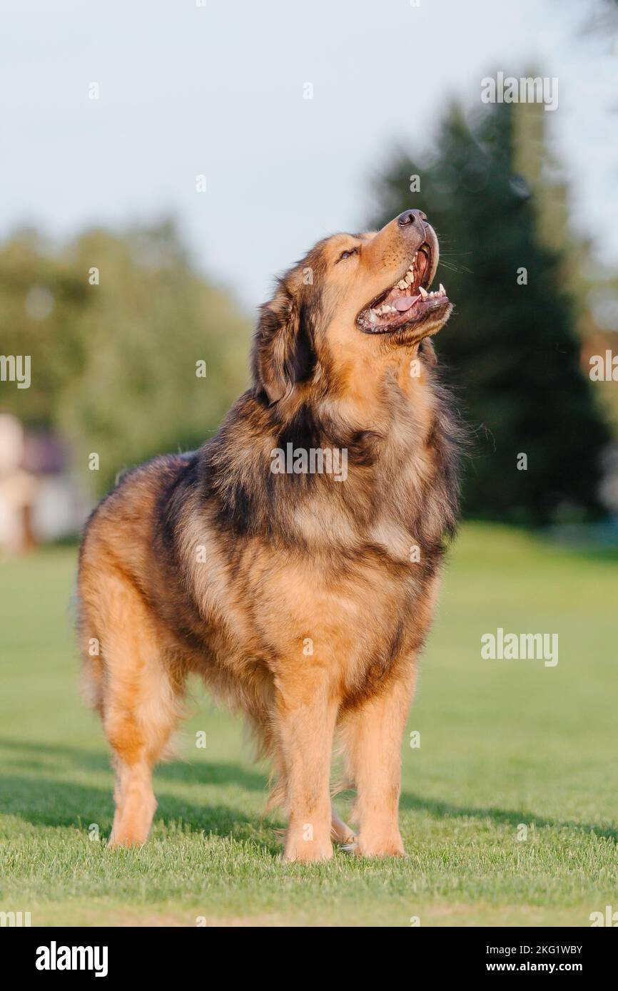 Dog breed Tibetan Mastiff running on the grass Stock Photo - Alamy