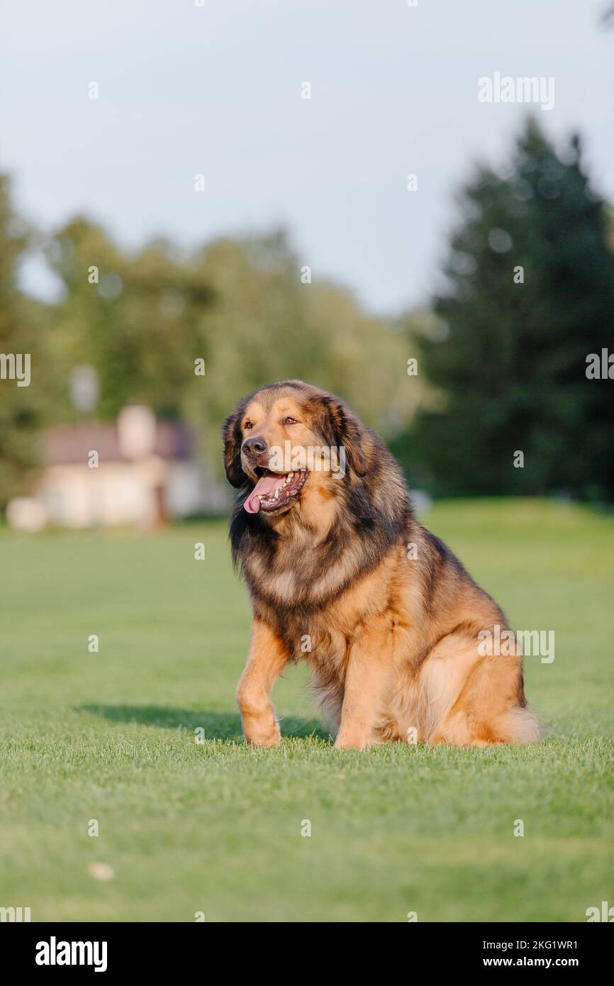 Dog breed Tibetan Mastiff running on the grass Stock Photo - Alamy