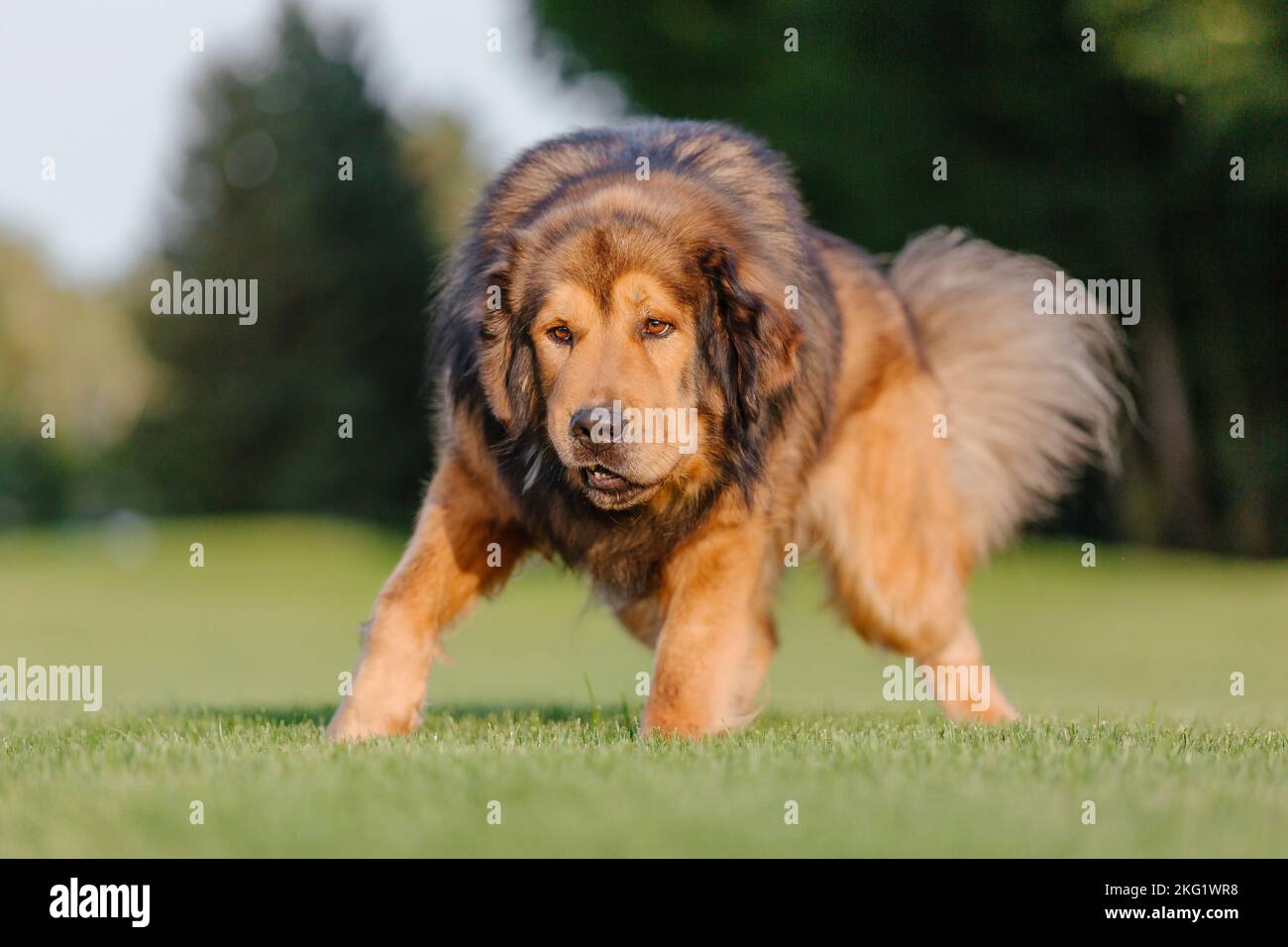 Dog breed Tibetan Mastiff running on the grass Stock Photo - Alamy