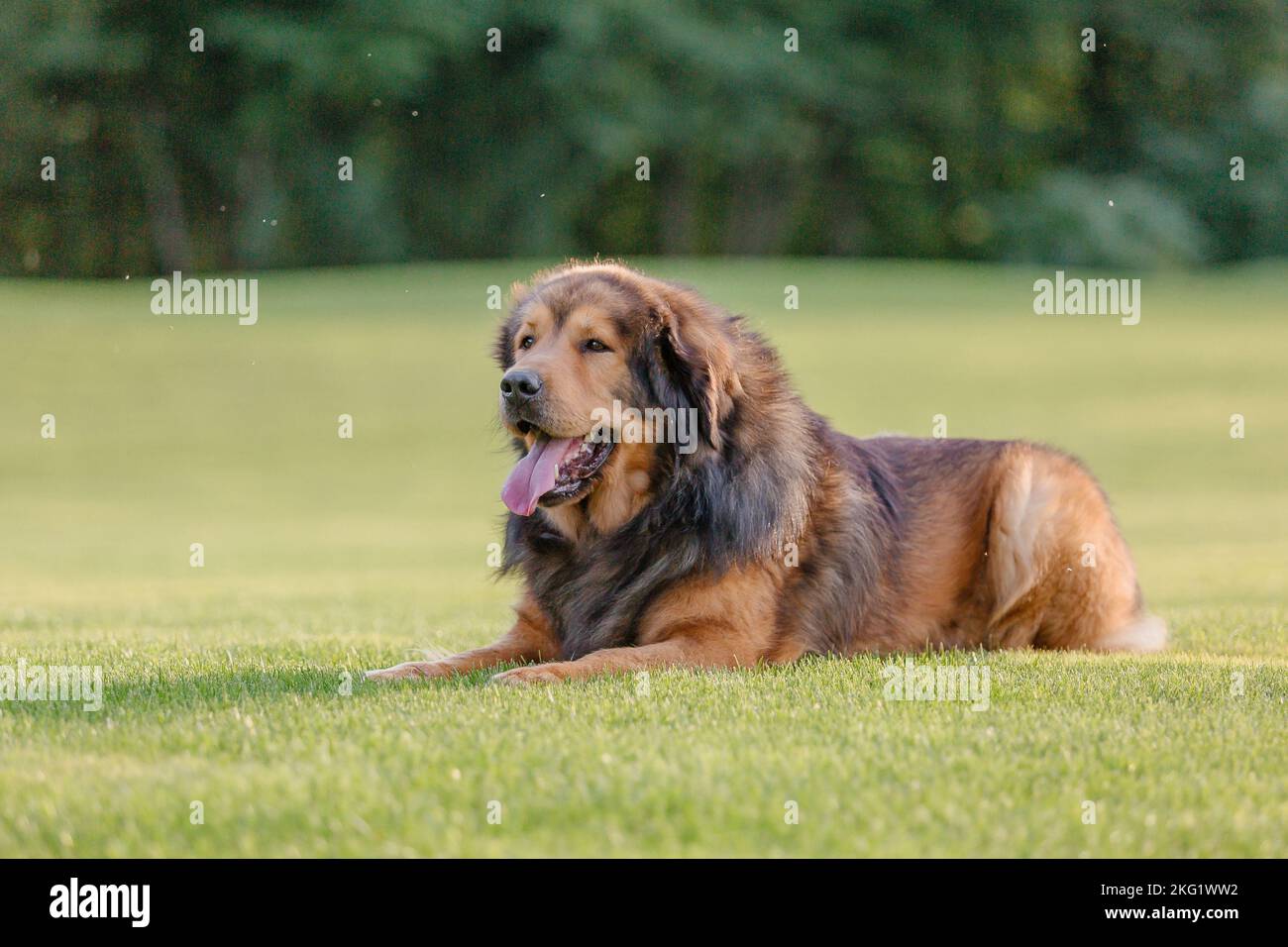 Dog breed Tibetan Mastiff running on the grass Stock Photo - Alamy