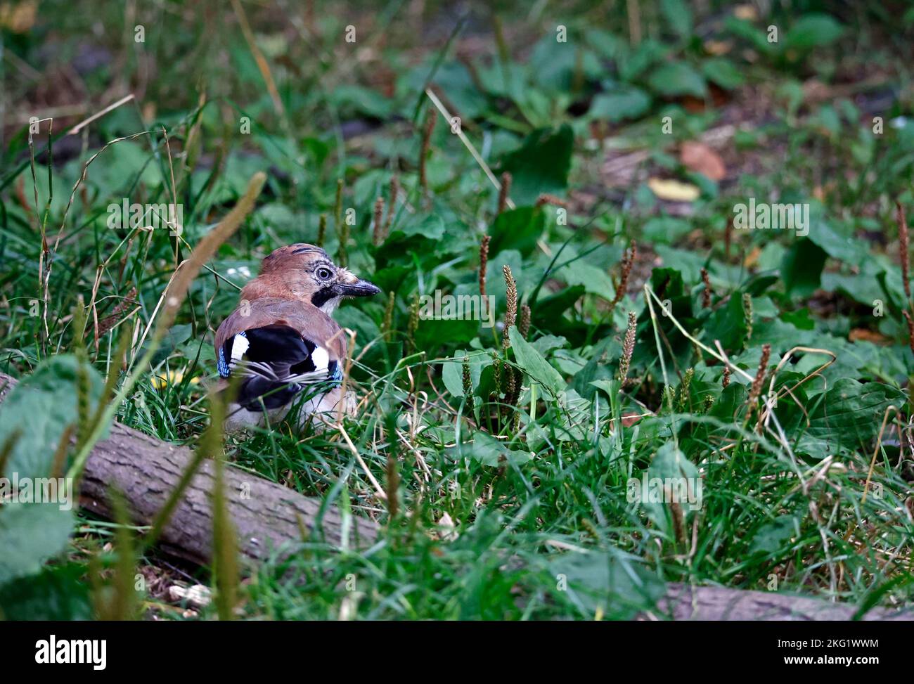 Eurasian jay collecting nuts at a woodland feeding area Stock Photo - Alamy