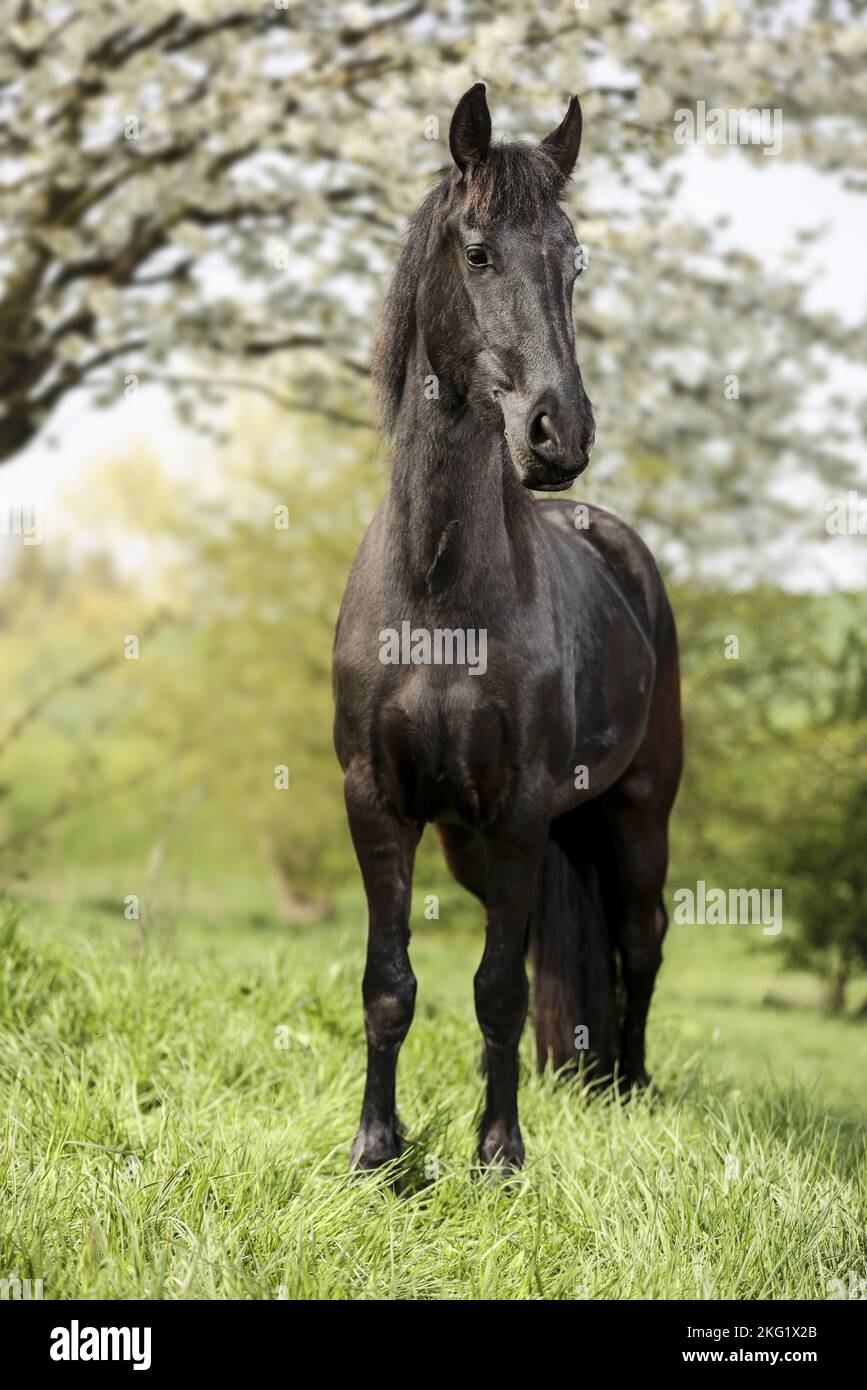 Friesianhorse hi-res stock photography and images - Alamy