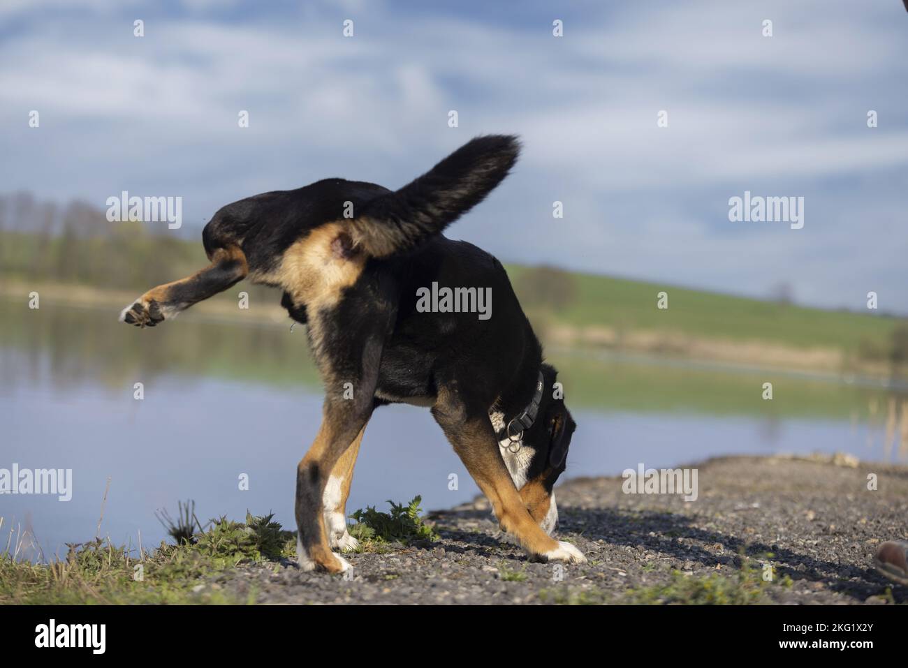 male Great Swiss Mountain Dog Stock Photo - Alamy