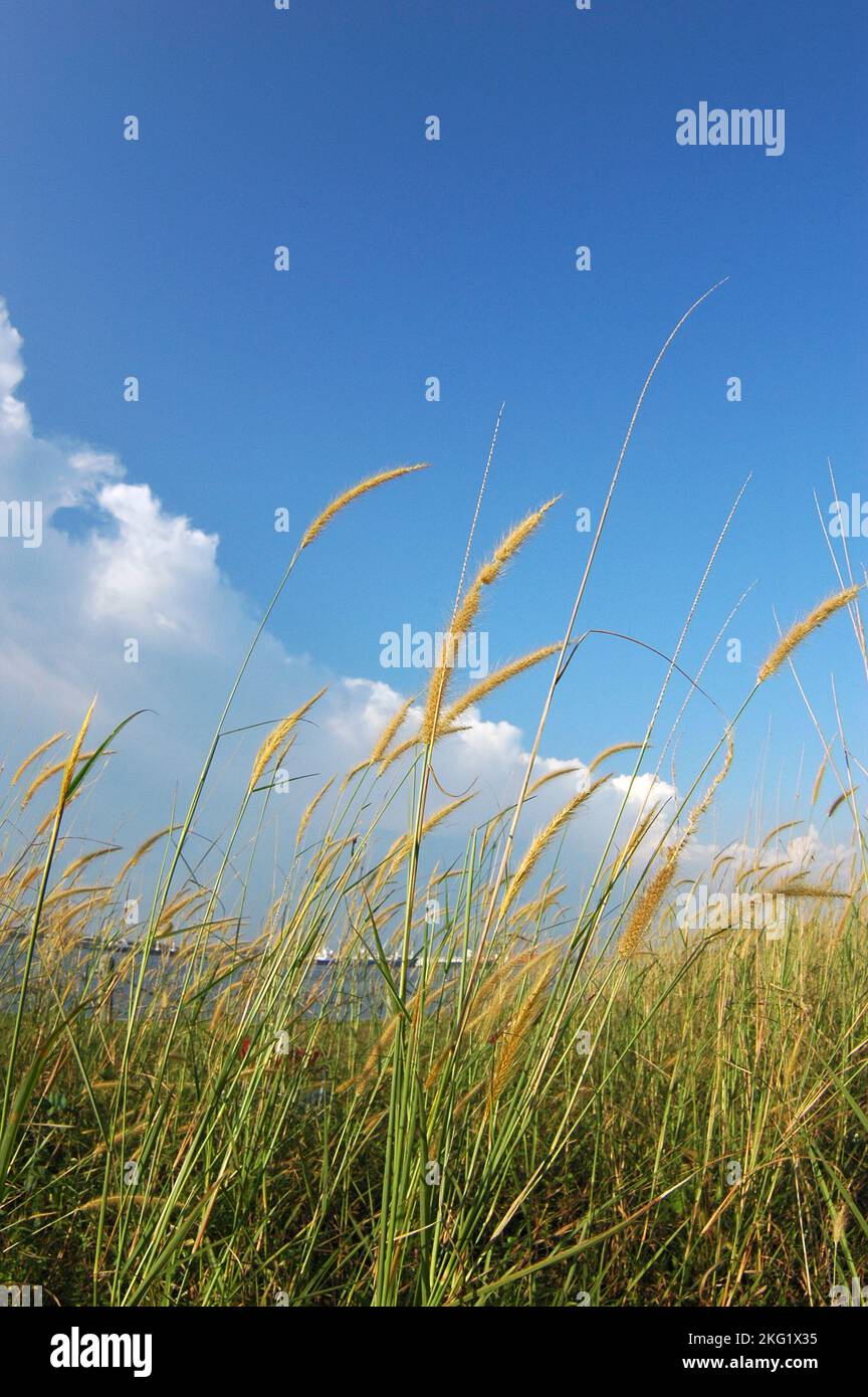 Tall green weed grass field with blue sky. Wild grass sedge field weed ...