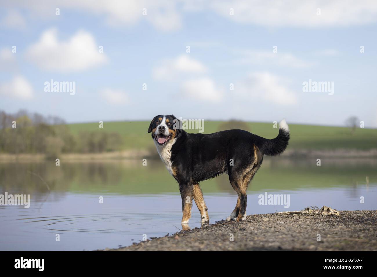 male Great Swiss Mountain Dog Stock Photo - Alamy