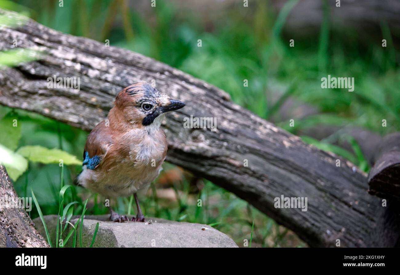 Eurasian jay collecting nuts at a woodland feeding area Stock Photo - Alamy