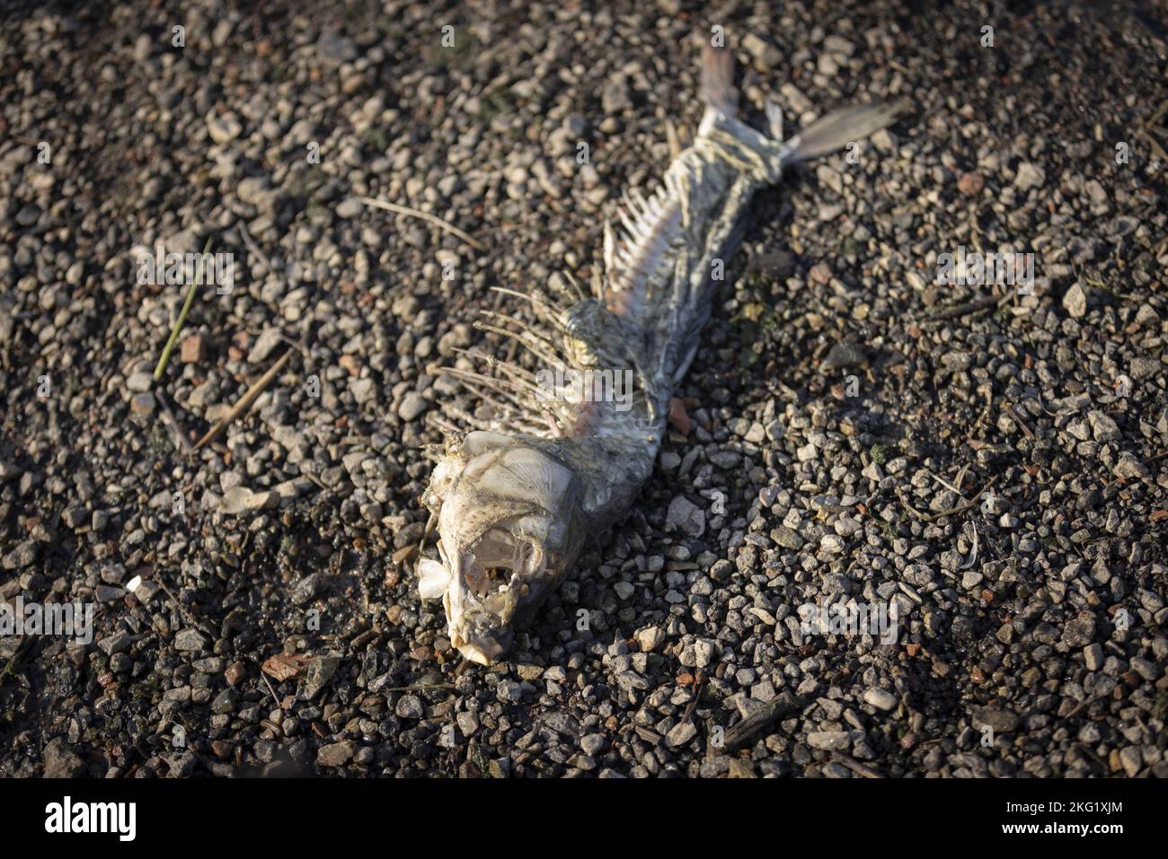Dead fish pebbles hi-res stock photography and images - Alamy