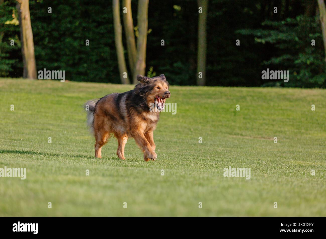 Dog breed Tibetan Mastiff on the grass in summer Stock Photo - Alamy