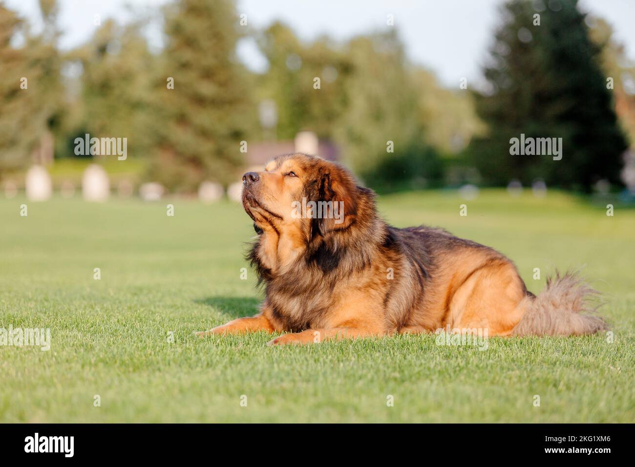 Tibetan mastiff tibet hi-res stock photography and images - Alamy