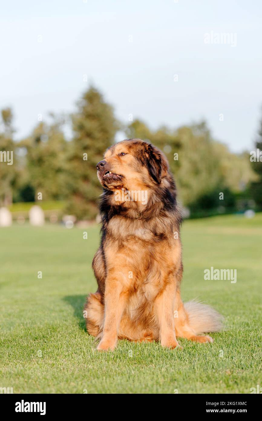 Dog breed Tibetan Mastiff on the grass in summer Stock Photo - Alamy