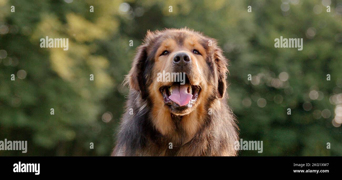 Dog breed Tibetan Mastiff on the grass in summer Stock Photo - Alamy