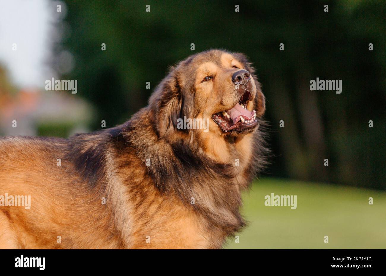 Dog breed Tibetan Mastiff on the grass in summer Stock Photo - Alamy